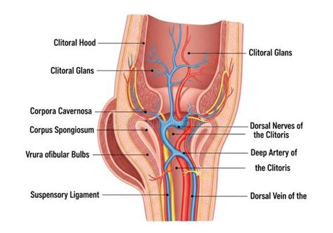 An Anatomical Illustration Of The Female Clitoral Structure Labeled