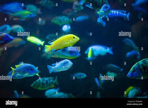 Labidochromis Caeruleus White