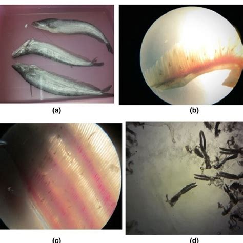 A Normal Gill With Inter Lamellar Spaces Ils Secondary Gill Lamella