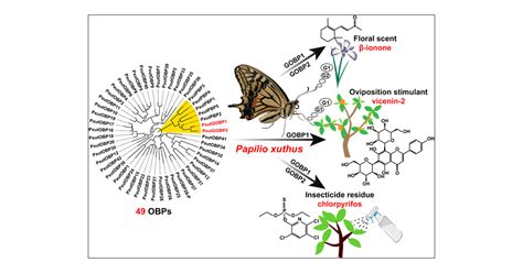 Genome Wide Analysis Of Odorant Binding Proteins In Papilio Xuthus With Focus On The Perception
