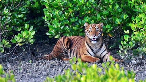 Indias Project Tiger To Balance Development And Tiger Conservation For Next 50 Years
