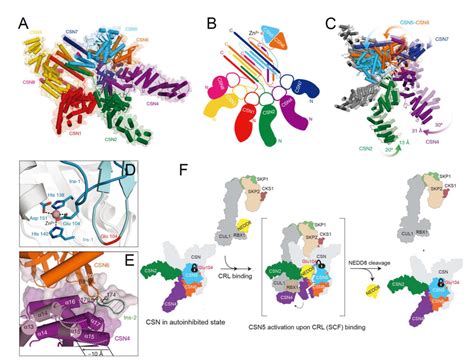 Structural And Functional Basis Of Jamm Deubiquitinating Enzymes In Disease