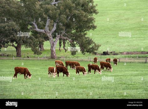 Hereford Cattle Grazing Near Casterton Western Victoria Australia