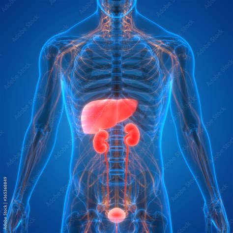 Human Internal Organs Urinary System With Liver Anatomy Stock Illustration Adobe Stock