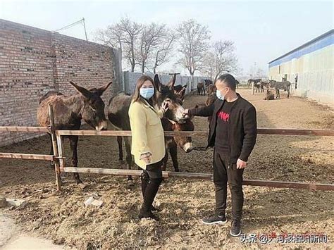 80後大學生辭高薪，返鄉創業做驢倌 每日頭條