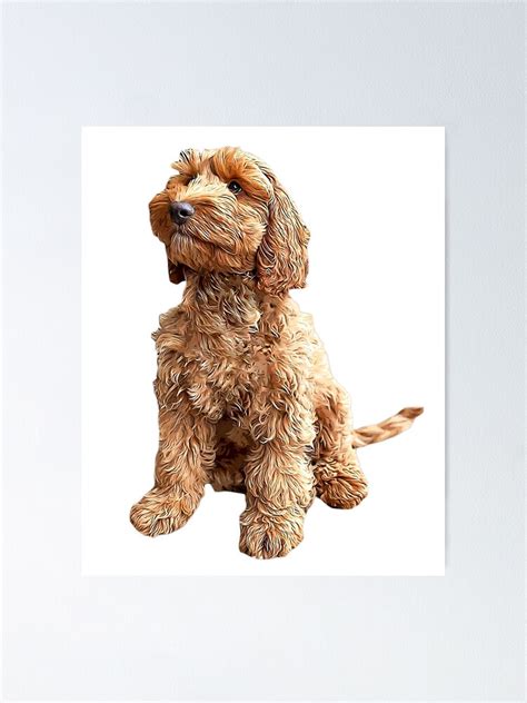Póster Cavapoo Spoodle Cockapoo Cockerpoo Golden Labradoodle Doodle