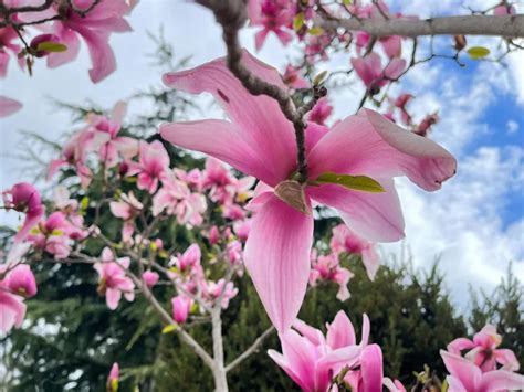 Malolo Garden Verein Gartenlust
