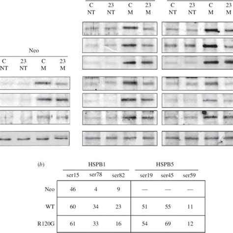Aptamer 23 Decreases Menadione Induced Hspb1 And Hspb5 Phosphorylation