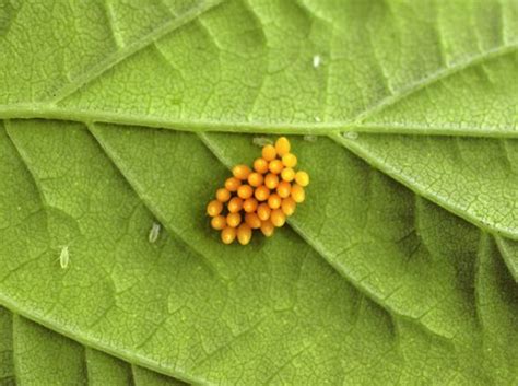 Lutter Contre Les Pucerons Sans Produits Chimiques