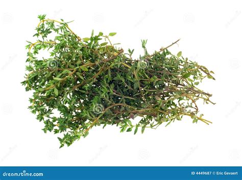 Fresh Thyme Herb Stock Image Image Of Healthy Isolated 4449687