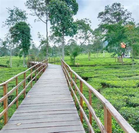 Wisata Alam Patean Tambi Wonosobo Harga Tiket Masuk Terbaru Dan Jam Buka