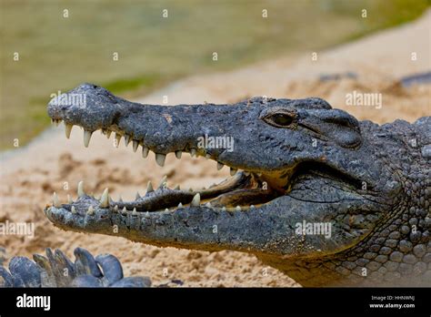 Danger Detail Big Large Enormous Extreme Powerful Imposing