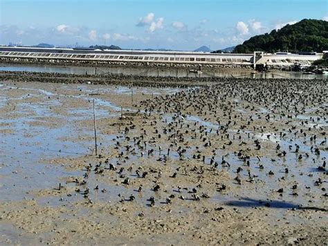 中国蚝乡——汕尾晨洲，生蚝丰收澎湃号·政务澎湃新闻 The Paper