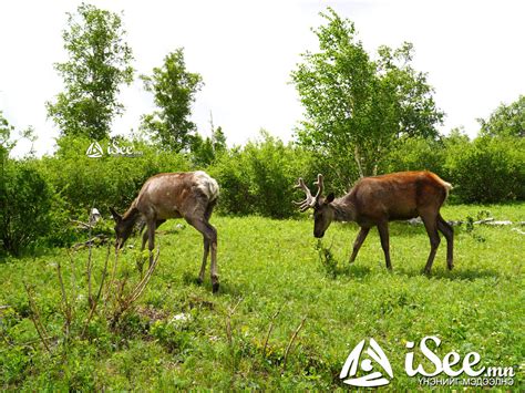 ВИДЕО “Борхүү” хэмээх бугыг өчигдөр Богдхан ууланд нутагшуулахаар тавьсан ба тэрээр “хүн дагаад