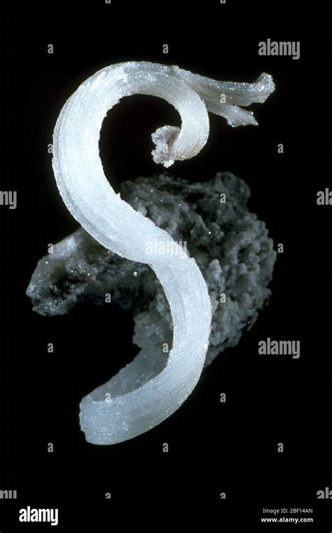 Photograph Of A Sinuous Gypsum R13219 From The National Mineral