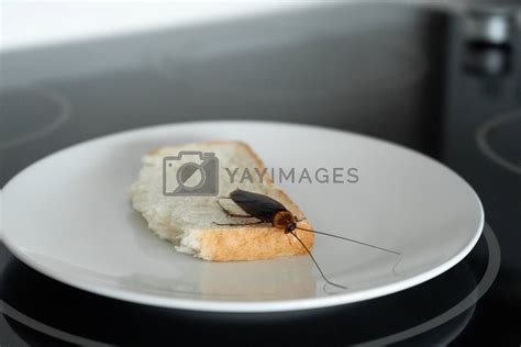 A Cockroach Is Sitting On A Piece Of Bread In A Plate In The Kitchen