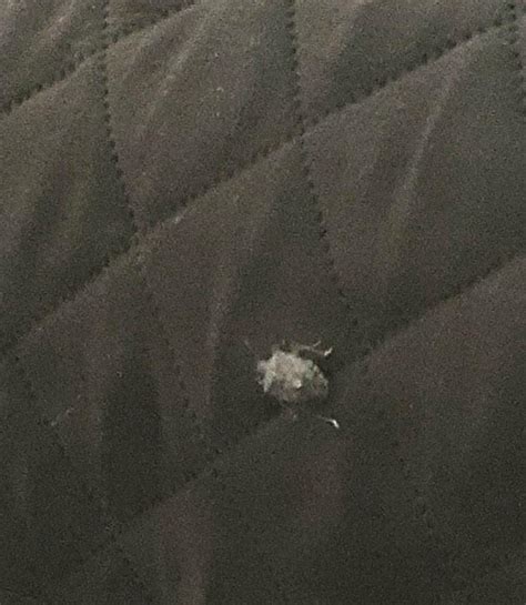 What Is This Found It On My Couch Rinsects