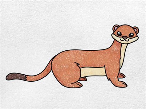 Weasel Drawing