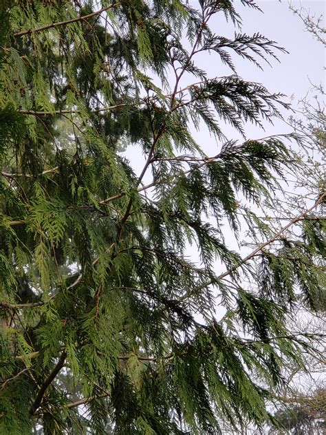 Western Red Cedar Stress For The Love Of Trees Llc For The Love Of