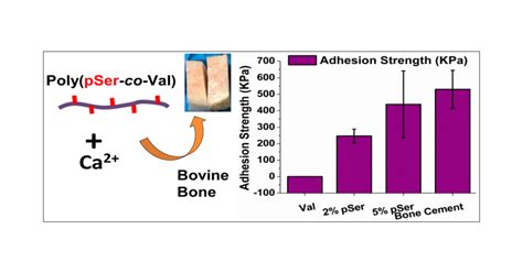 Caddisfly Inspired Phosphorylated Polyester Urea Based Degradable Bone Adhesives