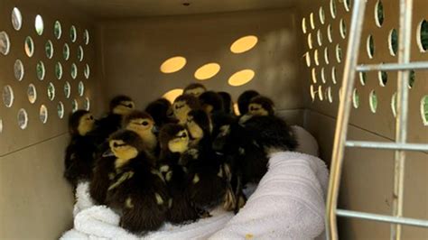 Firefighters Rescue 17 Ducklings From Sewer Drain In Boca Raton