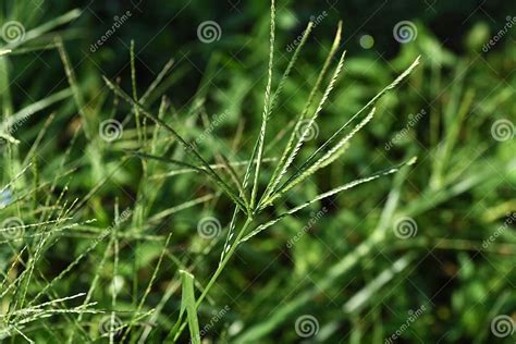 Indian Goosegrass Eleusine Indica Poaceae Annual Plants Stock