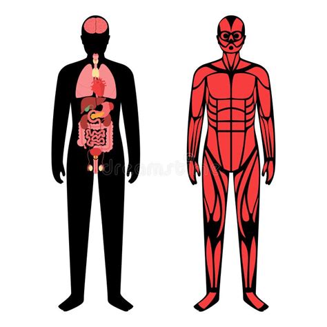 Shemale Anatomy Telegraph