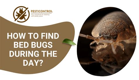 Biting And Stinging Pests Pesticontrol