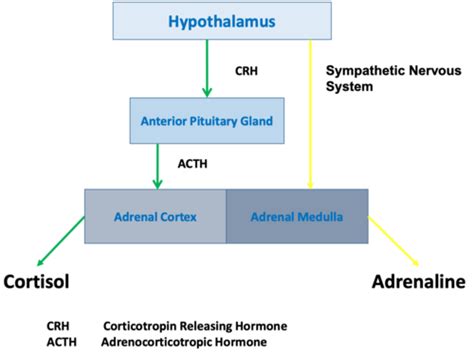 Adrenal function and stress Flashcards | Quizlet