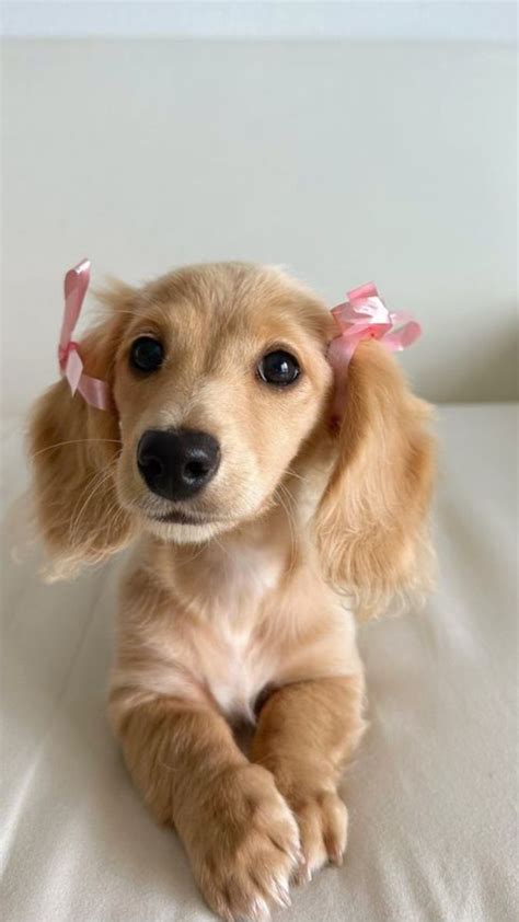 50 Long Haired Dachshund Ideas In 2025 Long Haired Dachshund