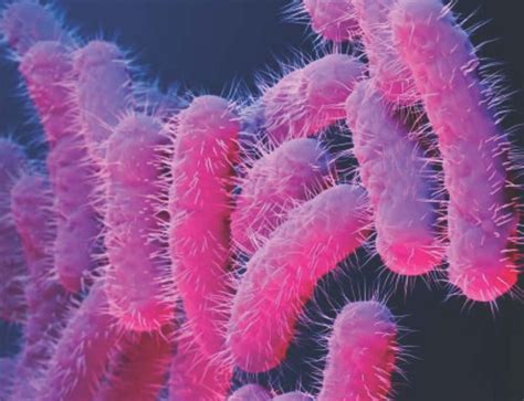 Public Health Officials Monitor Shigella Cases In Colorado Fox21 News