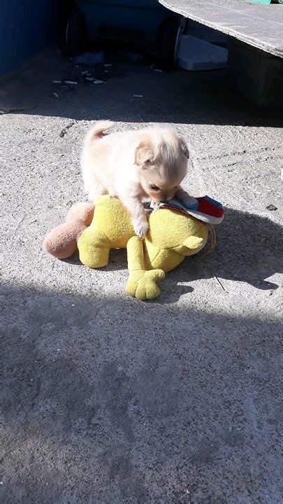 애기사자 Youtube