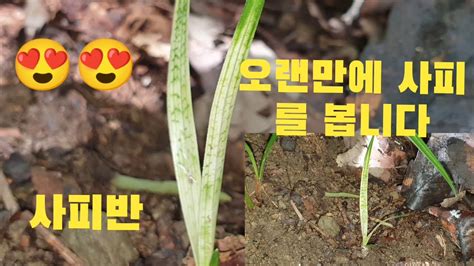 한국춘란 산채 오랜만에 사피반을 봅니다 엽성서 난초랑 Youtube