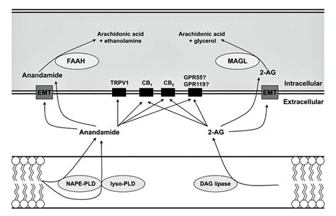 Role Of Endogenous Cannabinoid System In The Gut Freedom Wares