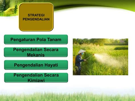 Pengendalian Penggerek Batang Padi Sawahpptx