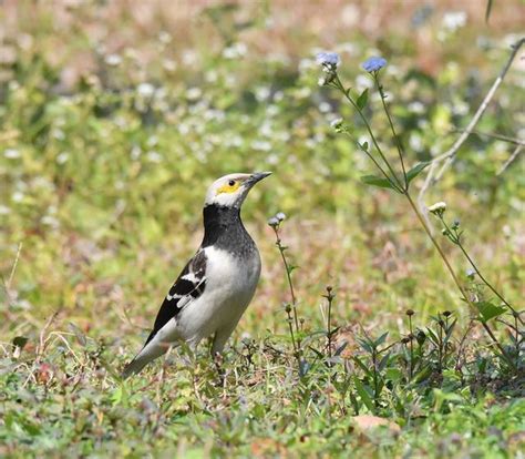 野外觀鳥黑領椋鳥攝於華南農業大學校園 每日頭條
