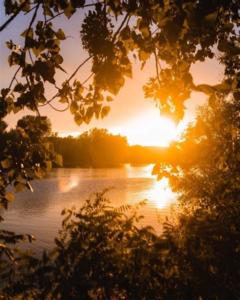 Imagen Gratis Sombra Rayos De Sol Sol árboles Verano Bosque En Posición Vertical árbol
