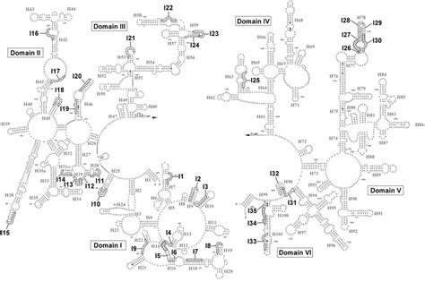 Sites Of Functional Insertions On The Secondary Structure Of E Coli