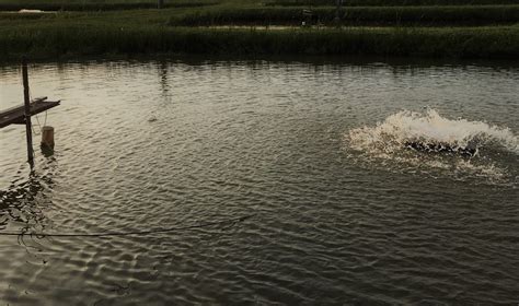 Pond Fertilization Aquaculture Fisheries And Pond Management