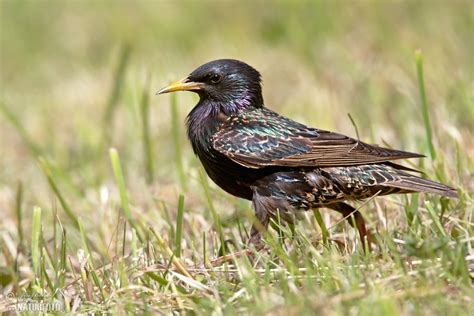 Starling Photos Starling Images Nature Wildlife Pictures Naturephoto