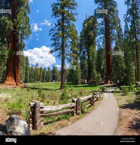 Big Trees Trail In Sequoia National Park Sierra Nevada California