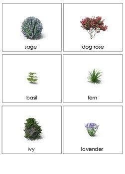 Types Of Plants Sorting Cards Tree Bush Herbaceous Plant TpT