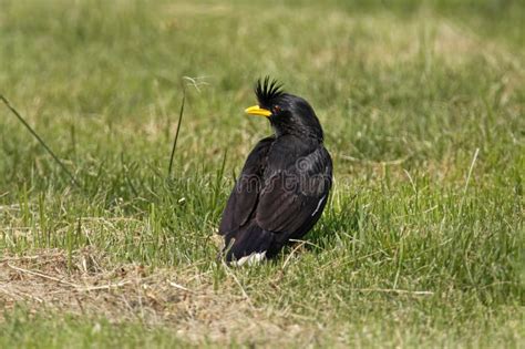 White Vented Myna Acridotheres Javanicus Beautiful Birds Of Thailand