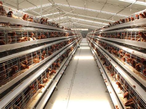 Клетки для куриц несушек Livi Chicken Cages