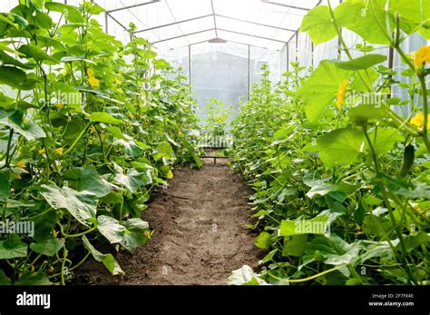 Home Greenhouse With Tall And Lush Cucumber Bushes Stock Photo Alamy