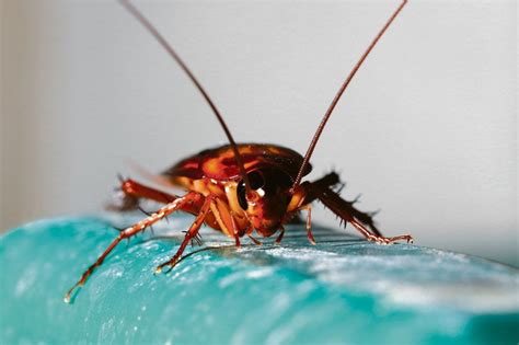 Cockroaches Mosquitos And Blackflies Creepy Crawlies To Invade Costa