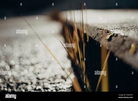 Grass germany -Fotos und -Bildmaterial in hoher Auflösung – Alamy