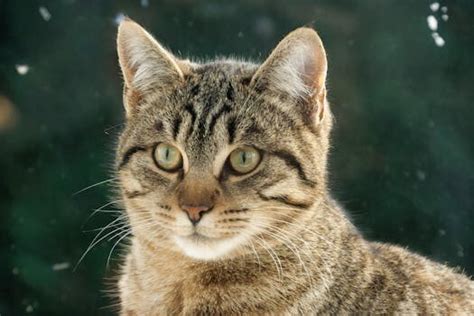 Delineado estilo cat eye para principiantes guía sencilla Sara