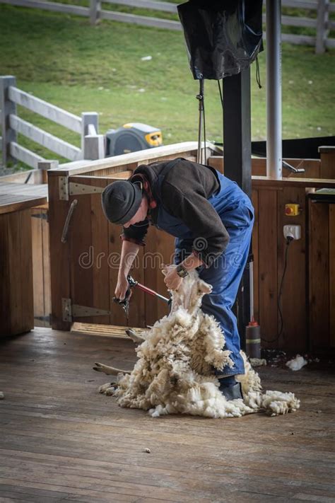 A Man Shearing Sheepâ€™s Wool Editorial Image Image Of Lamb Farming