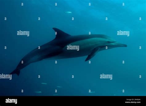 Long Beaked Common Dolphin Delphinus Capensis Feeding On Baitball